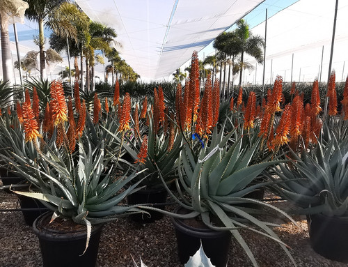 ALOE ARBORESCENS X FEROX 'TANGERINE'. | thepalmtreecompany