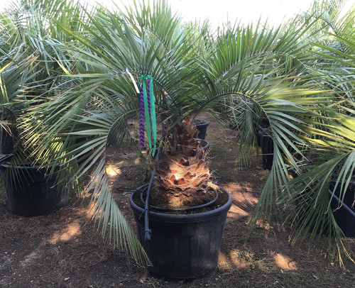 BUTIA ERIOSPATHA. Woolly Jelly Palm. Free UK Delivery!