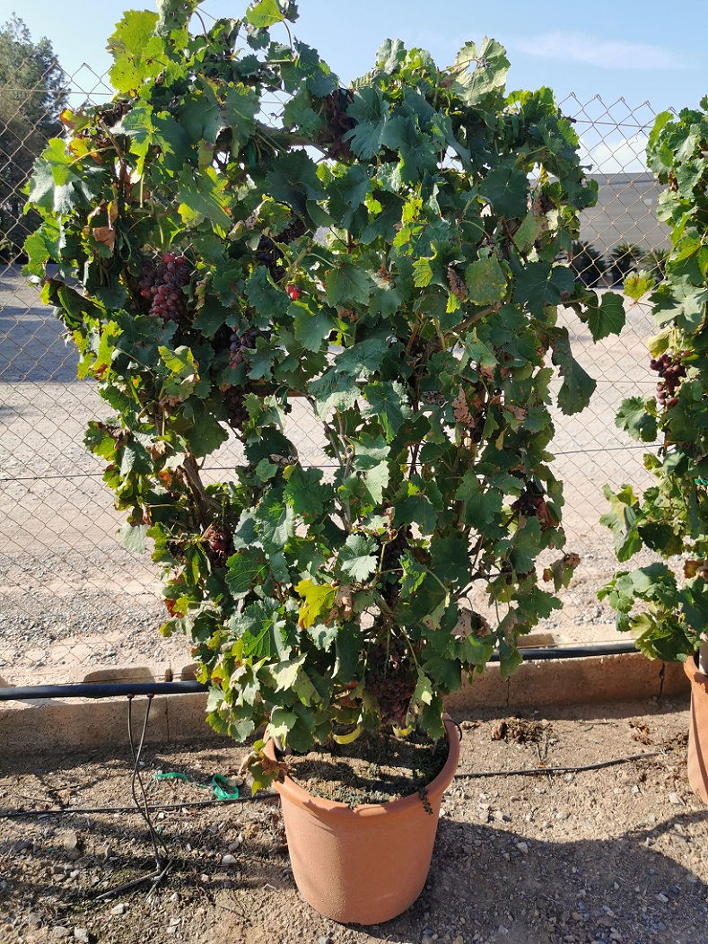 Large Grape Vines for Sale. The Palm Tree Company.