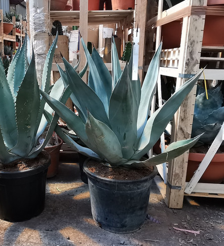 AGAVE WEBERI. Weber Agave. | thepalmtreecompany