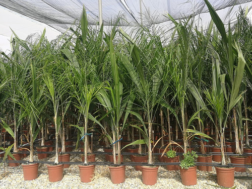 ARECASTRUM ROMANZOFFIANUM. Queen Palm.