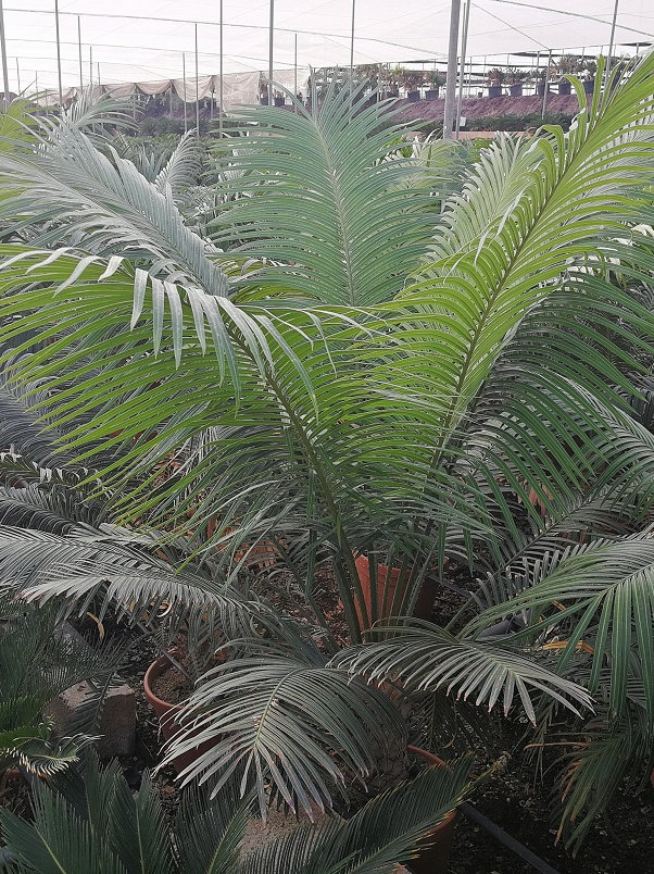 Cycas Circinalis. Queen Sago. FREE UK Delivery!