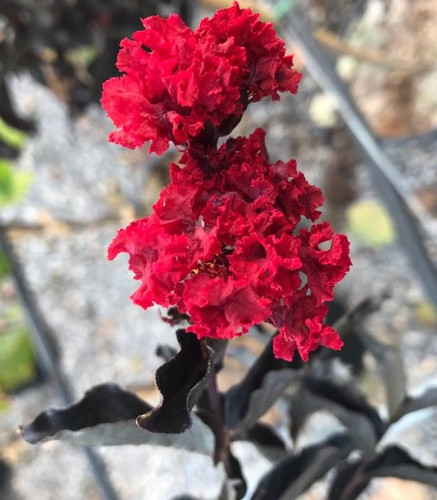 LAGERSTROEMIA INDICA 'Best Red'. | thepalmtreecompany