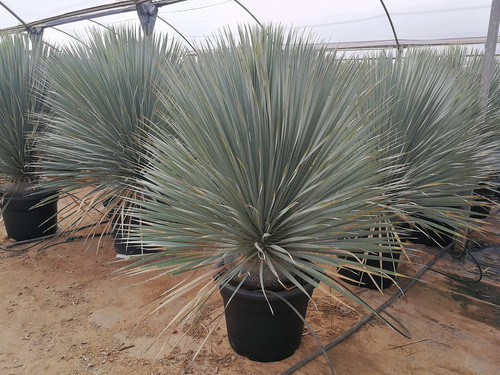 Yuccas for Sale. The Palm Tree Company.