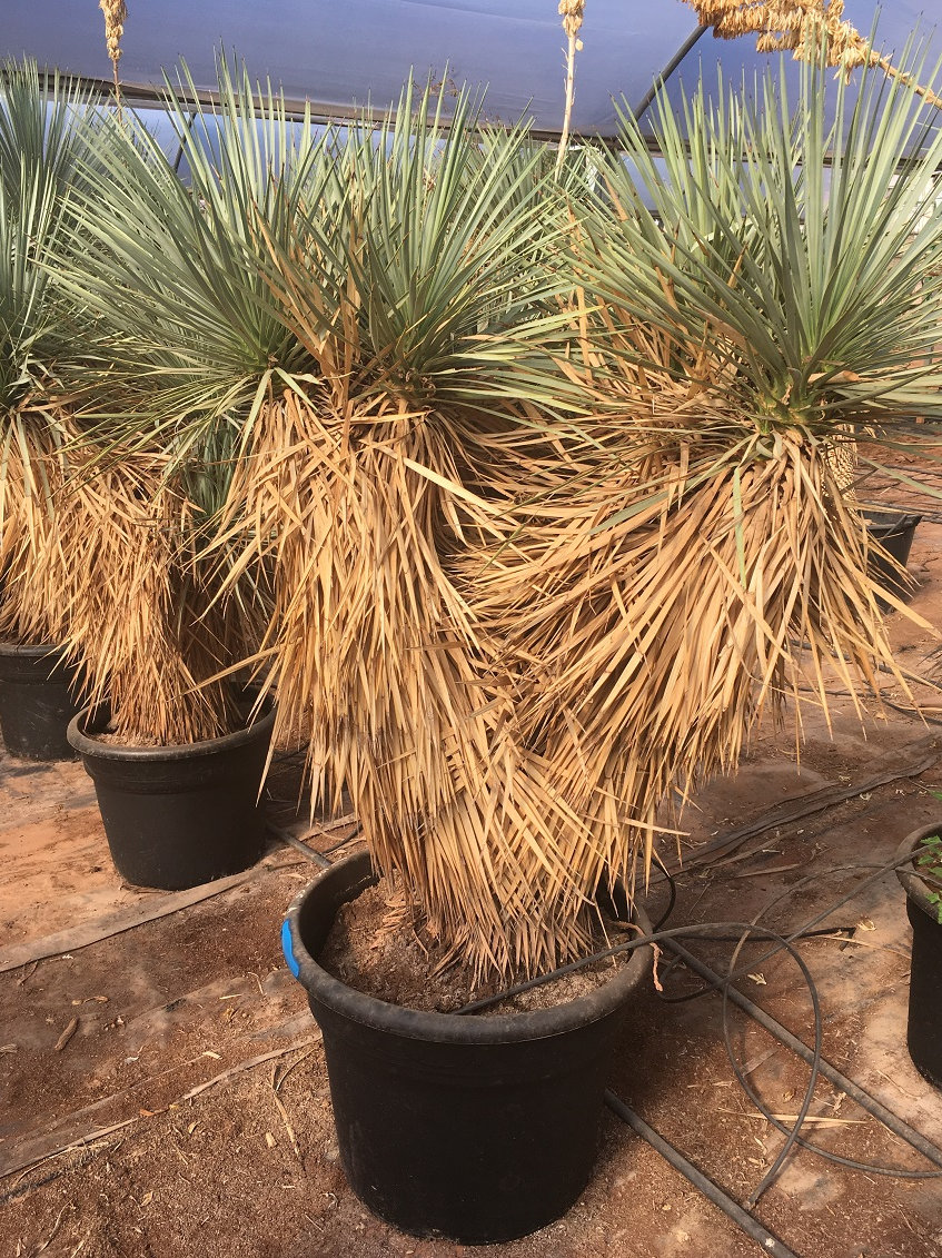 YUCCA ROSTRATA 'HIDRA' | thepalmtreecompany