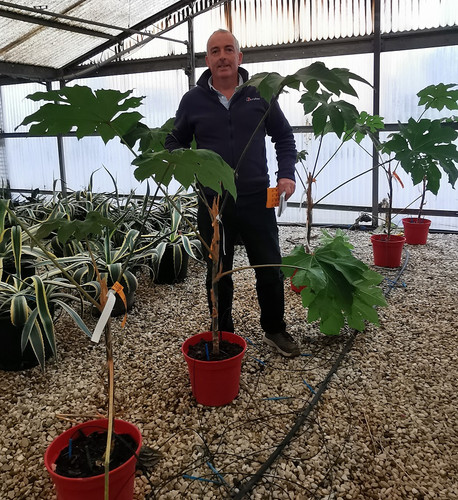 TETRAPANAX PAPYRIFERA 'REX'. Chinese Rice Paper Plant. | thepalmtreecompany