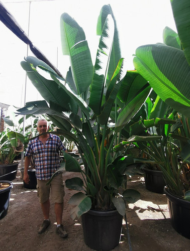 Strelitzia Augusta. Free UK Delivery!