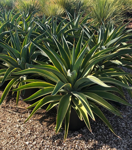 AGAVE DESMETTIANA 'VARIEGATA. Variegated smooth Agave. | thepalmtreecompany
