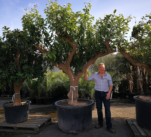 EXTRA LARGE CITRUS LIMON TREES. Specimen Lemon Trees. | thepalmtreecompany