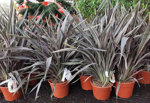 PHORMIUM 'PINK STRIPE'. New Zealand Flax 'Pink Stripe ...