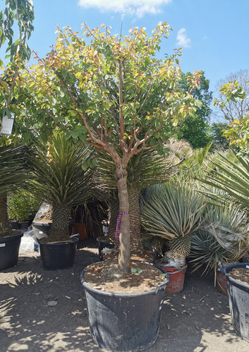 APRICOT TREE. Variety Bella Di Imola | thepalmtreecompany