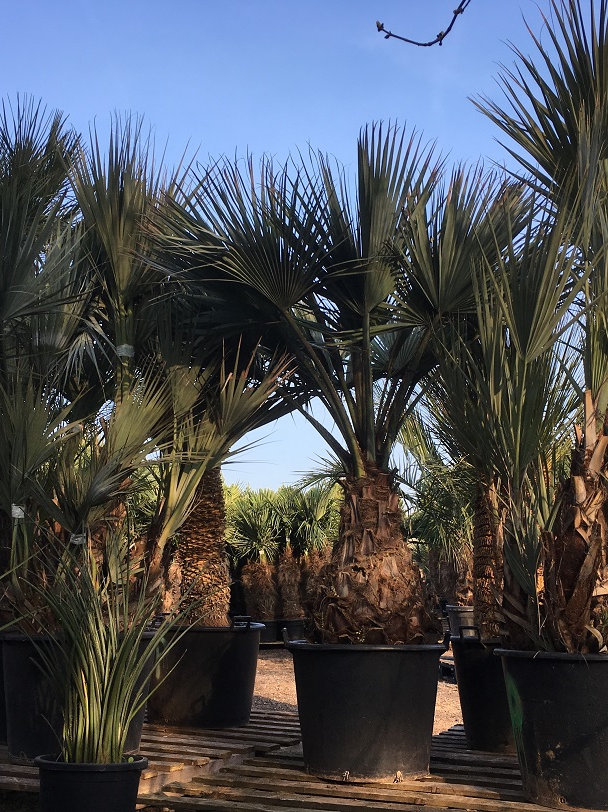 NANNORRHOPS RICHIANA. Mazari Palm.