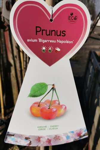 CHERRY TREES. Variety 'Bigarreau Napolean'. | thepalmtreecompany