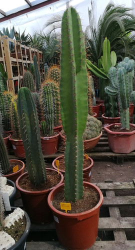 CEREUS PERUVIANUS. Peruvian Apple Cactus. | thepalmtreecompany