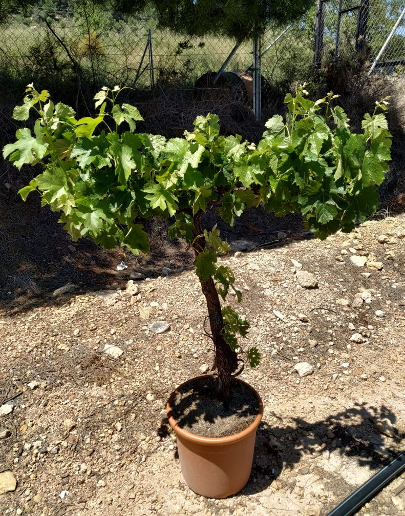 Large Grape Vines for Sale. The Palm Tree Company.