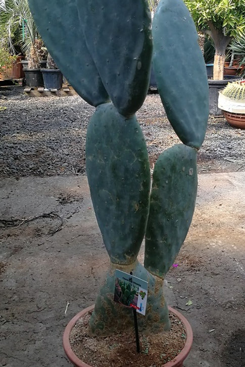 OPUNTIA TITANIA Spineless Cacti Prickly Pear Thepalmtreecompany opuntia-titania-spineless-cacti-prickly-pear-thepalmtreecompany