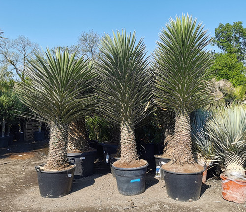 YUCCA FILIFERA 'AUSTRALIS'. Free UK Delivery! | thepalmtreecompany