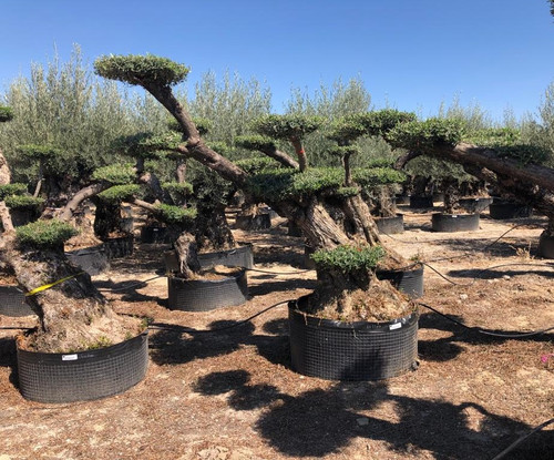 CLOUD OLIVE TREES. Angled Formation. | thepalmtreecompany