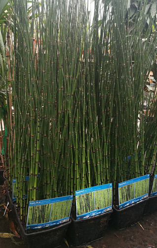 EQUISETUM JAPONICUM. Barred Horsetail. Marginal Pond Plant ...