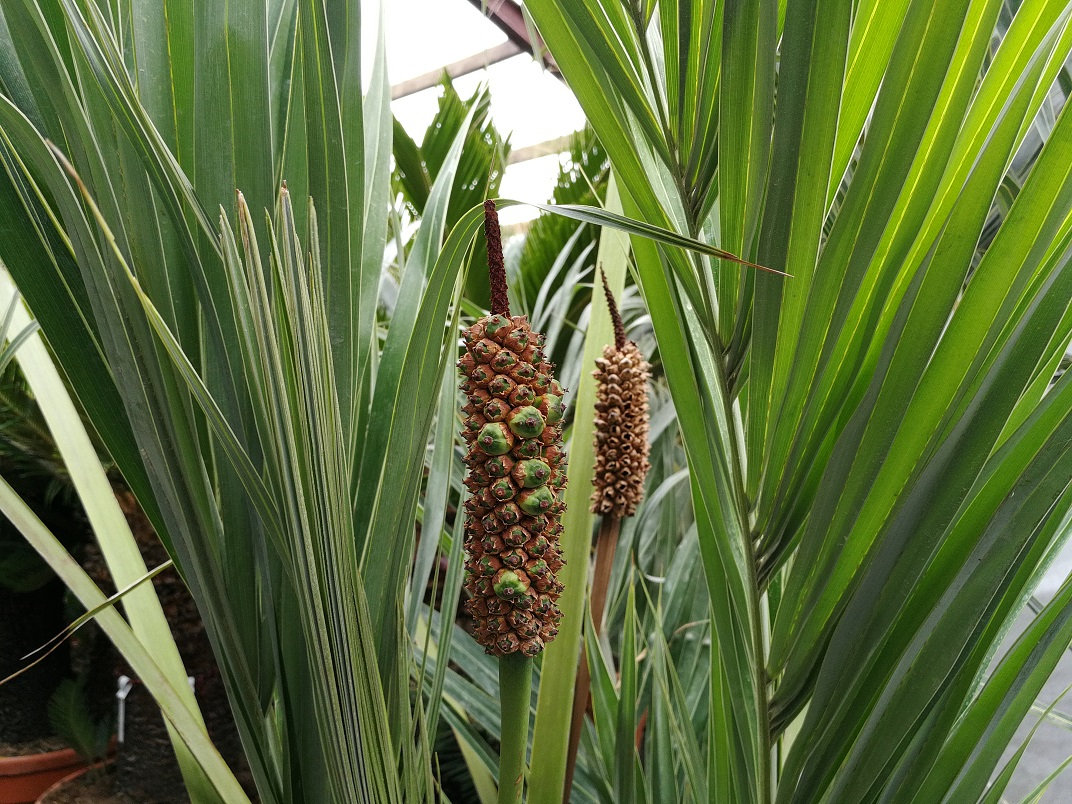 ALLAGOPTERA ARENARIA. Seashore Palm | thepalmtreecompany