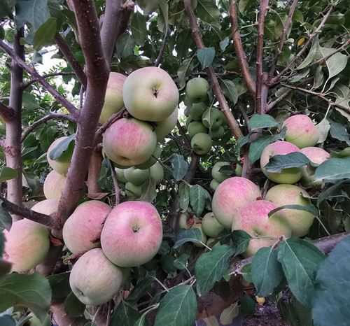 APPLE TREES. Variety Royal Gala. | thepalmtreecompany