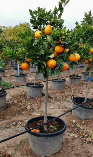 CITRUS SATSUMA TREE. | thepalmtreecompany