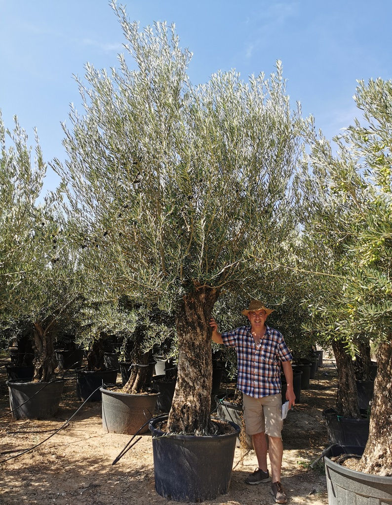 Buy Olive Trees Online with Free Delivery in mainland UK. The Palm Tree ...