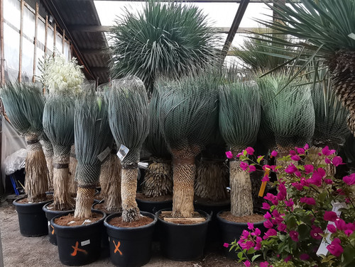 Yucca Rostrata. Blue Swan. Free UK Delivery! | thepalmtreecompany