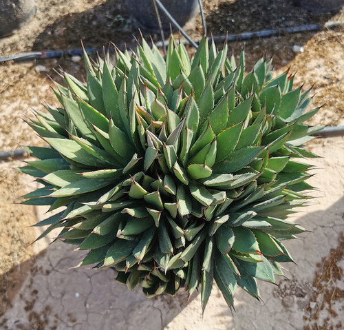 AGAVE RED EDGE. | thepalmtreecompany