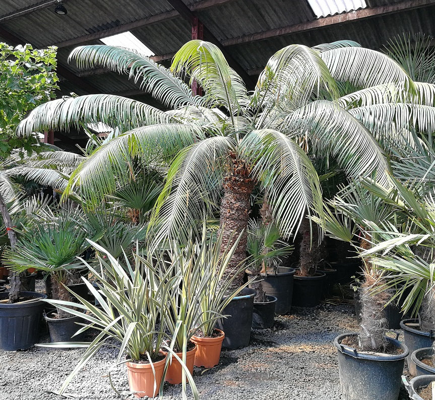 Cycas Circinalis. Queen Sago. FREE UK Delivery!