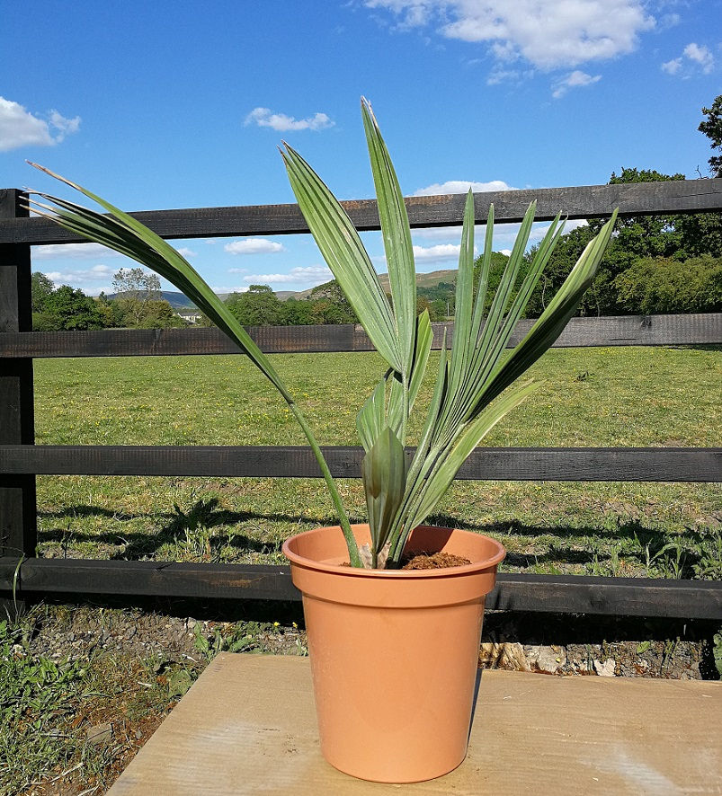 Palm Trees For Sale. The Palm Tree Company 3/7