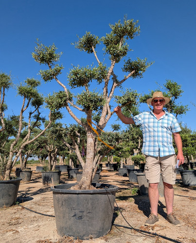 POM POM OLIVE TREES. Variety Sylvestris. Wild Olive Tree ...