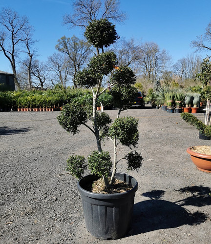 ILEX CRENATA 'KINME' POM POM TOPIARY TREE. | thepalmtreecompany