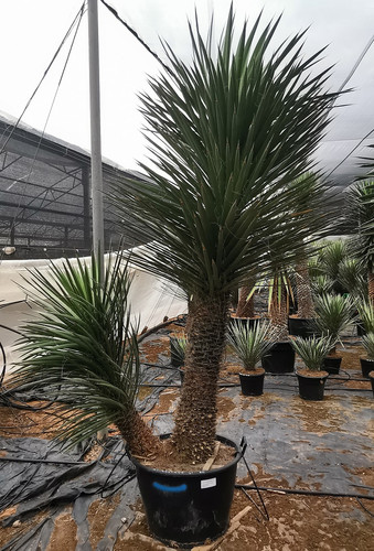 YUCCA FILIFERA 'AUSTRALIS' Multi-Trunk. | thepalmtreecompany
