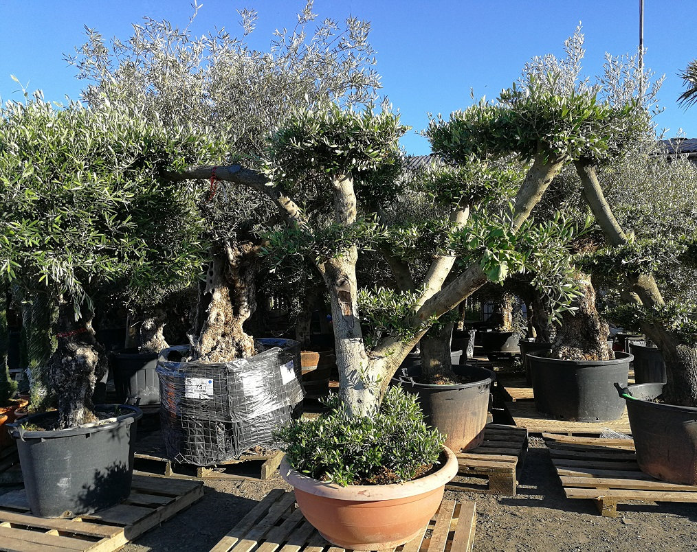 OLIVE TREE. Ancient gnarled. Cloud. Free UK Delivery!