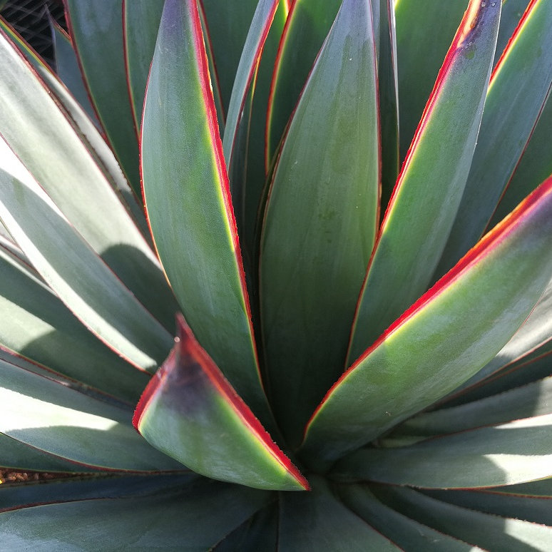 AGAVE RED EDGE. | thepalmtreecompany