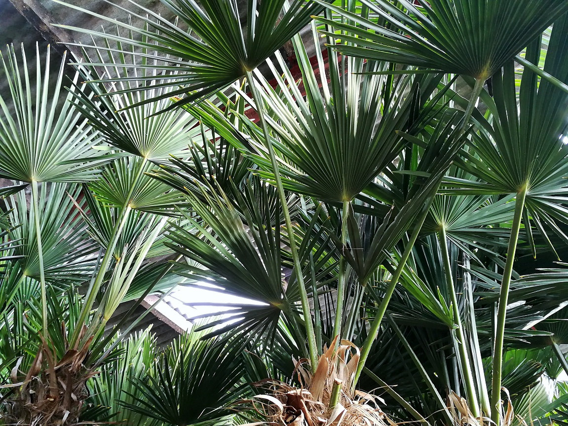 TRACHYCARPUS WAGNERIANUS, "Waggie".