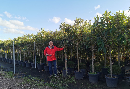 ERIOBOTRYA JAPONICA. Loquat Tree | thepalmtreecompany