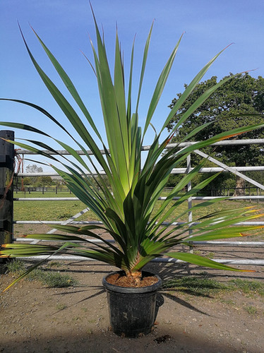 PANDANUS UTILIS. Screwpine. | thepalmtreecompany