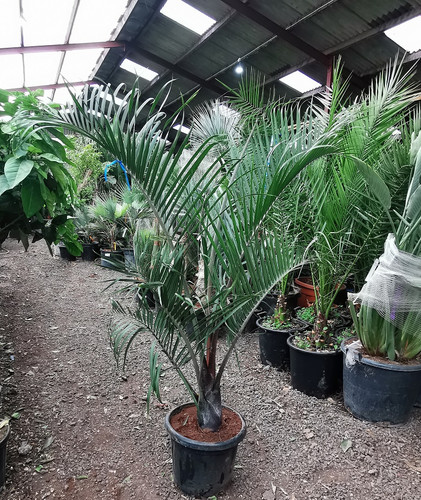 Dypsis Decaryi Triangle Palm Thepalmtreecompany
