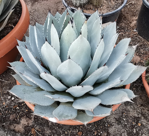 AGAVE PARRYI. FREE UK Delivery! | thepalmtreecompany