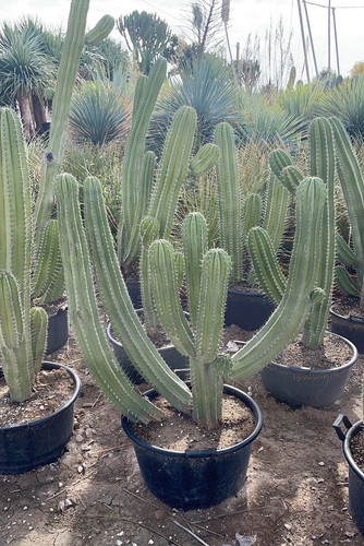 POLASKIA CHICHIPE CACTUS. | thepalmtreecompany