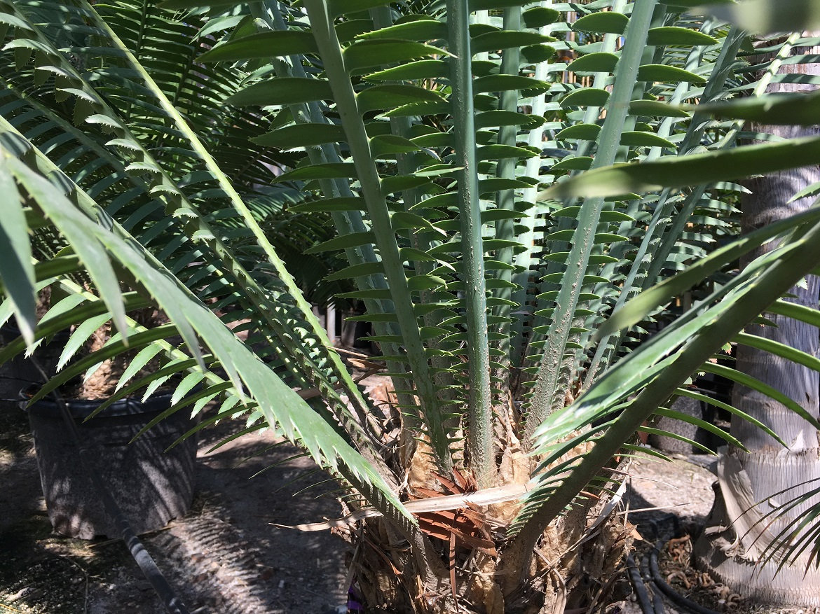 DIOON SPINULOSUM. Free UK Delivery! | thepalmtreecompany