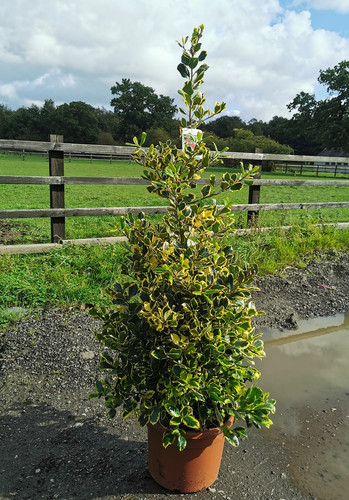 ILEX X ALTACLERENSIS 'GOLDEN KING'. Golden King Holly Tree ...