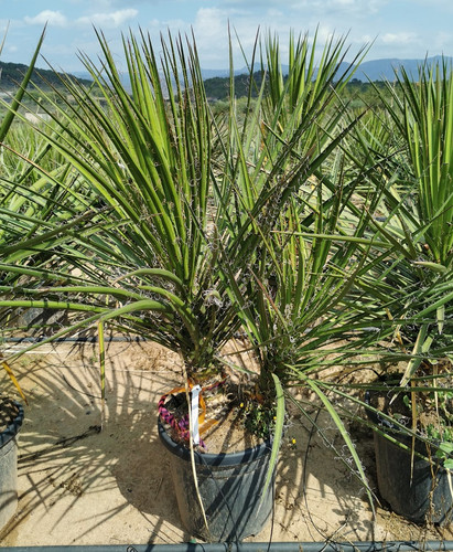 YUCCA FILIFERA 'AUSTRALIS' Multi-Trunk. | thepalmtreecompany