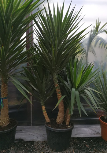 Yuccas for Sale. The Palm Tree Company.