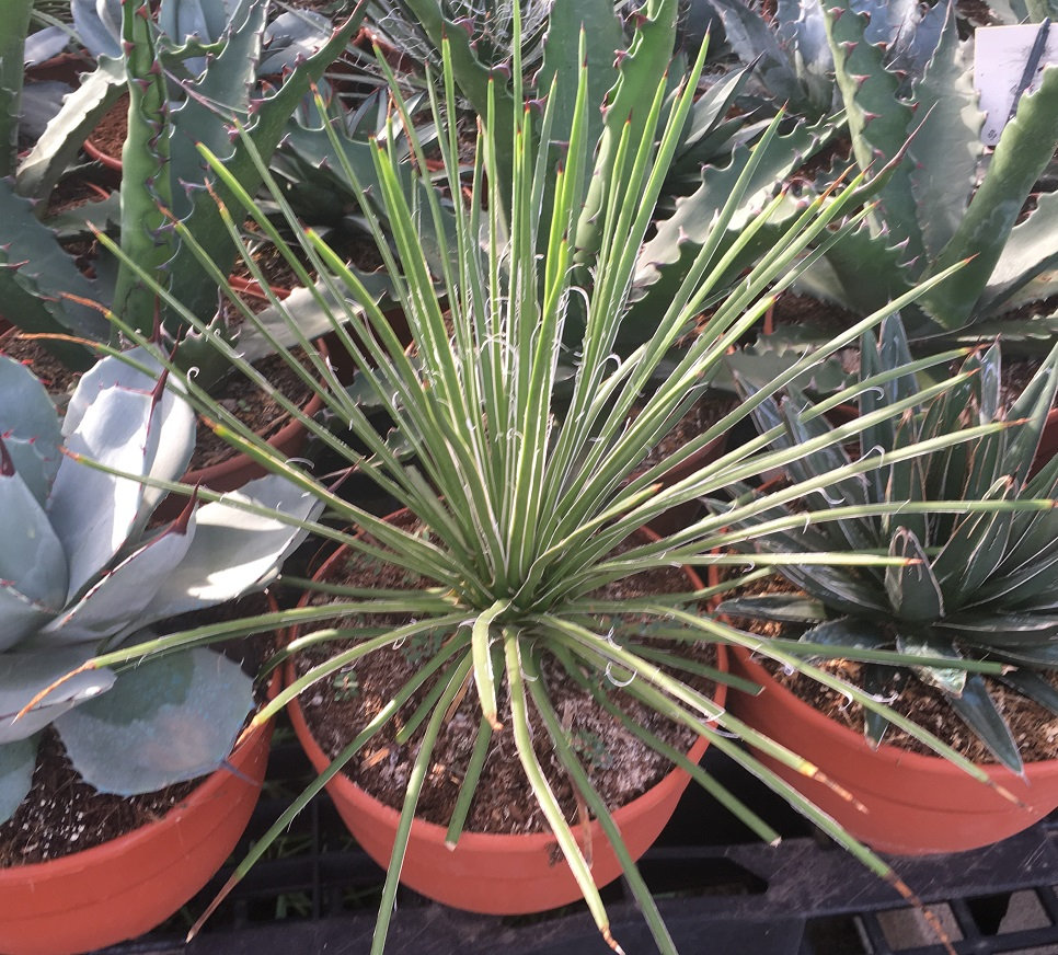 AGAVE GEMINIFLORA. | thepalmtreecompany