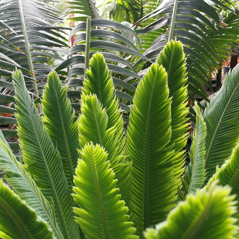 DIOON SPINULOSUM. Free UK Delivery! | thepalmtreecompany