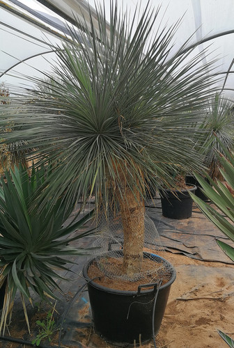 Yuccas for Sale. The Palm Tree Company.