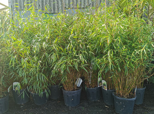 FARGESIA SCABRIDA 'ASIAN WONDER' Bamboo. | thepalmtreecompany